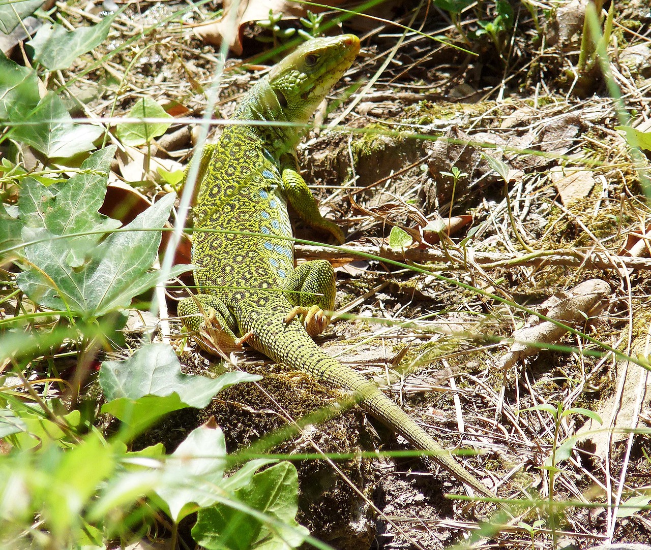 Comprehensive Guide to Caring for and Feeding Your Pet Lizard - Pet ...