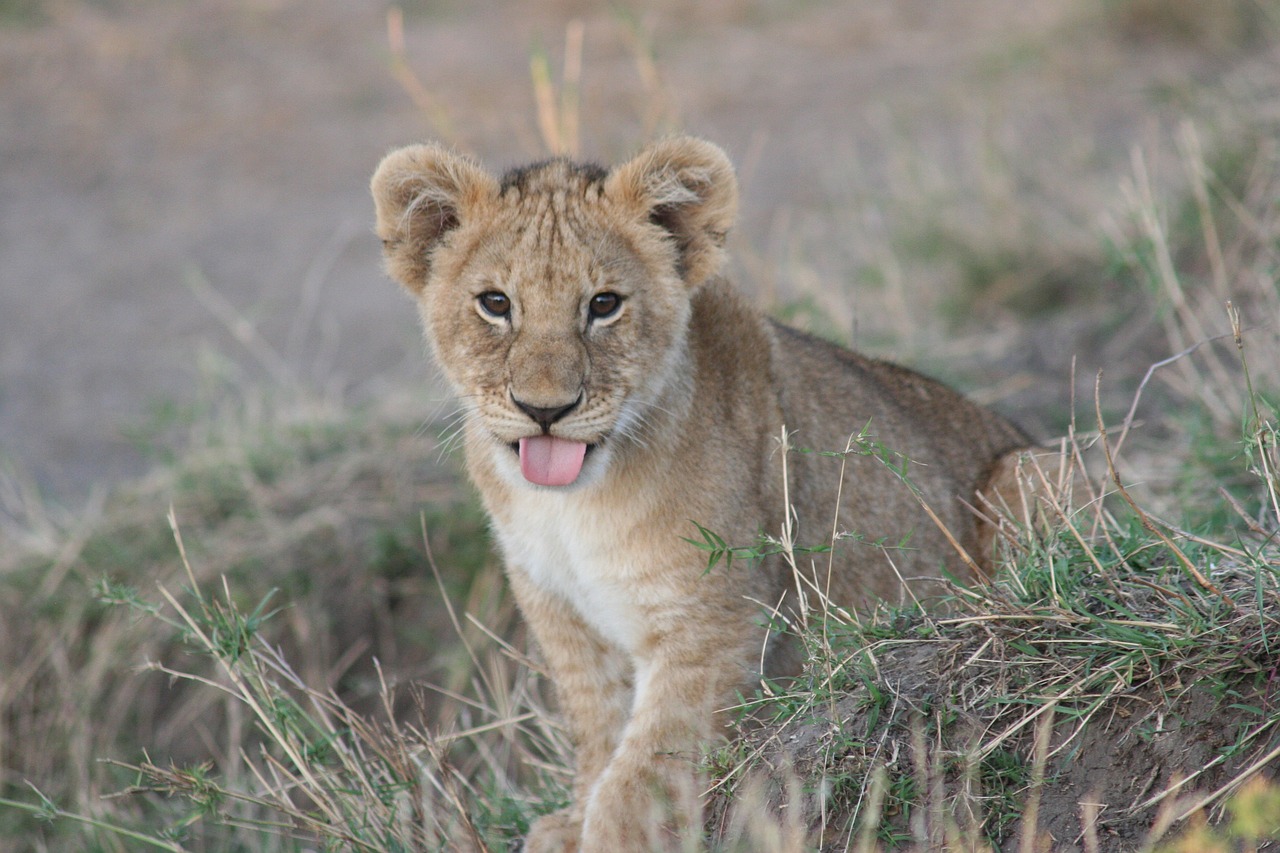 Comprehensive Guide to the Care and Feeding of Lions - Pet Social ...