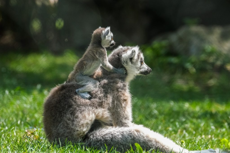 Expert Veterinarian Guide: Comprehensive Lemur Care and Nutrition - Pet ...